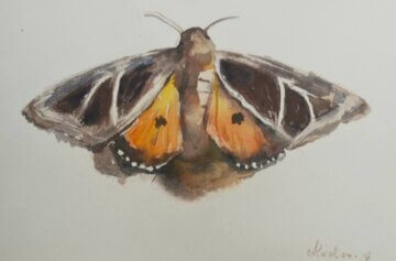 The Moth - VoegelinView